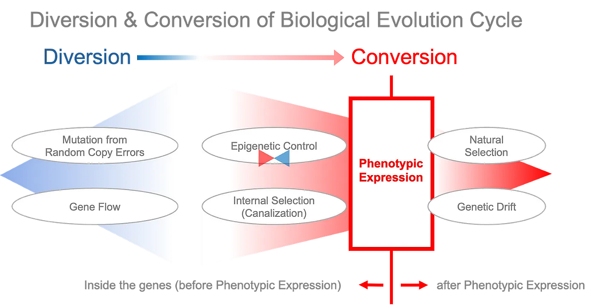 The Dance of Eternity (30). The Cycle of Divergence and Convergence… | by Masato Iino | Medium