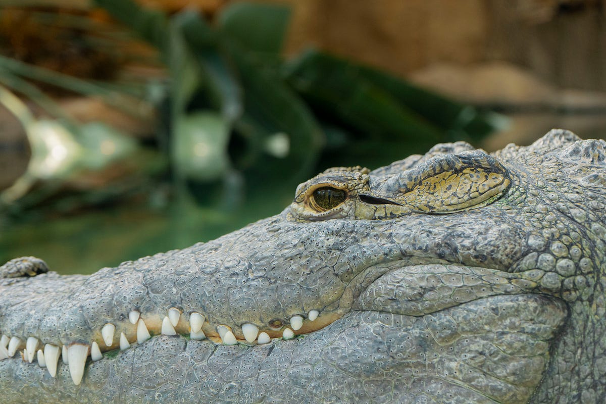 Fort Worth Zoo Celebrates Rare Births of Endangered Gharial Crocodiles ...