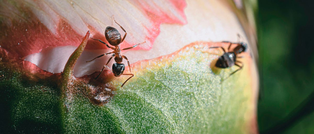 Prehistoric Computation: Emergent Intelligence in Insect Colonies | by ...