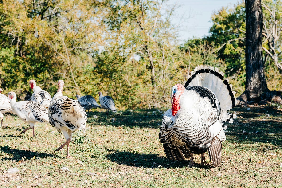 Quick Fun Facts About Wild Turkeys | by Sam Morgan | Medium
