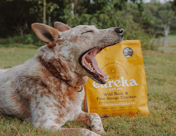 How to Keep Your Dog Healthy Naturally: Top Tips Revealed | by Fran R ...