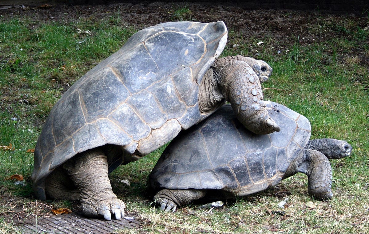 Why We Mate: An Adaptive Challenge | by Heather Ridge | Medium
