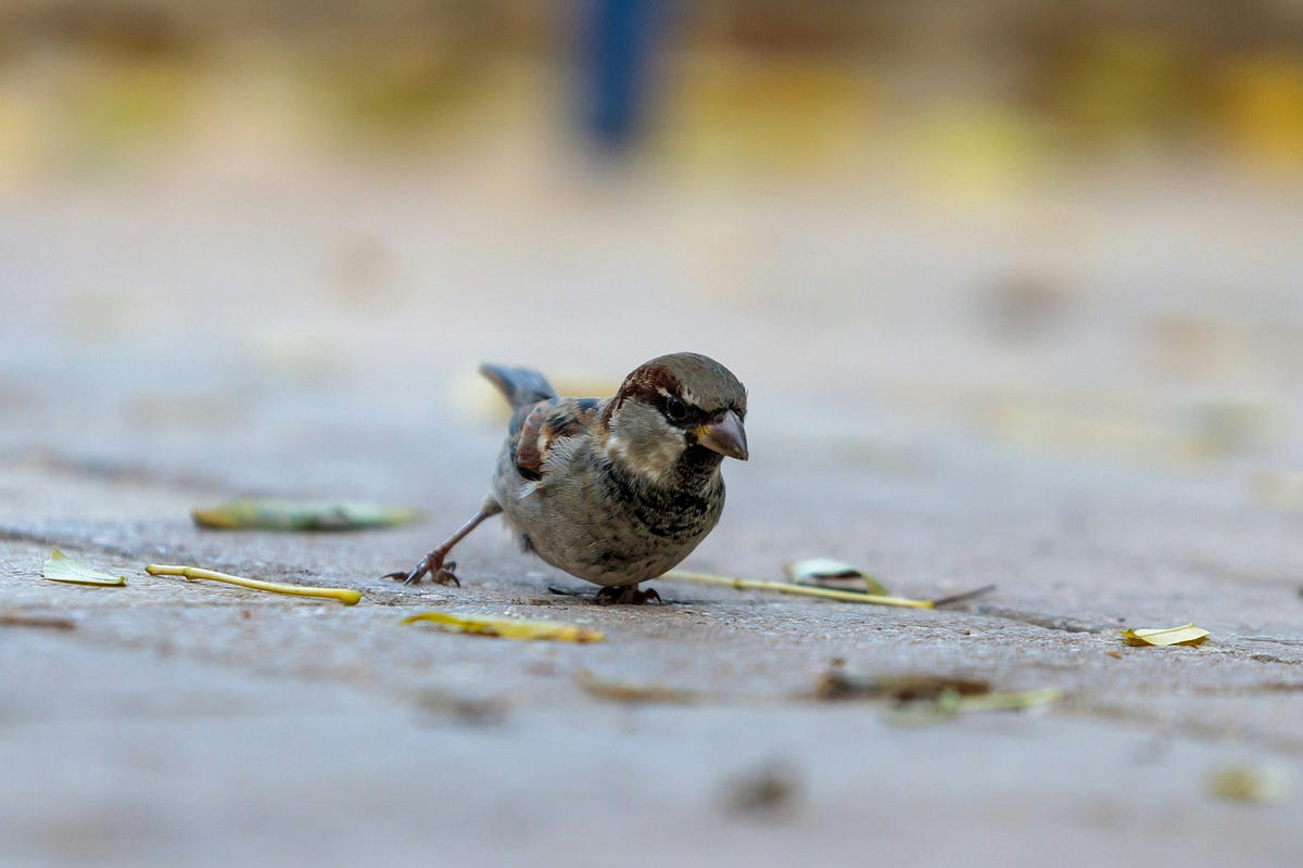 The Baby Sparrow. Tragic Lesson | by Masroor Karim | Vivid Minds | Jan, 2025 | Medium