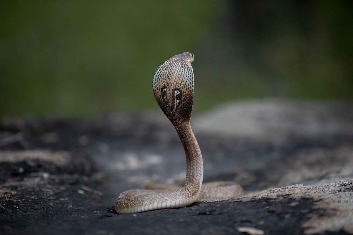 The Cobra Effect: When Good Intentions Go Wrong | by Wajid Ali Kharal ...