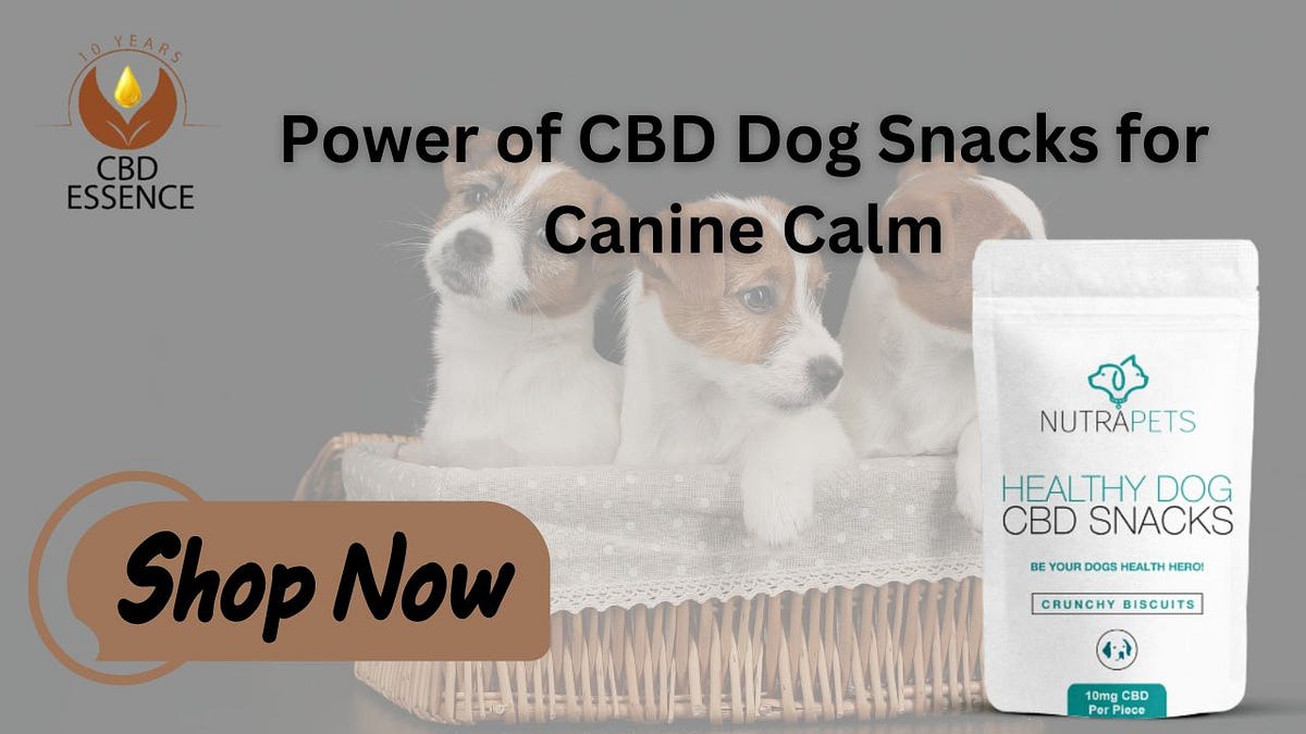 Tailored Tranquility: Unveiling the Power of CBD Dog Snacks for Canine ...