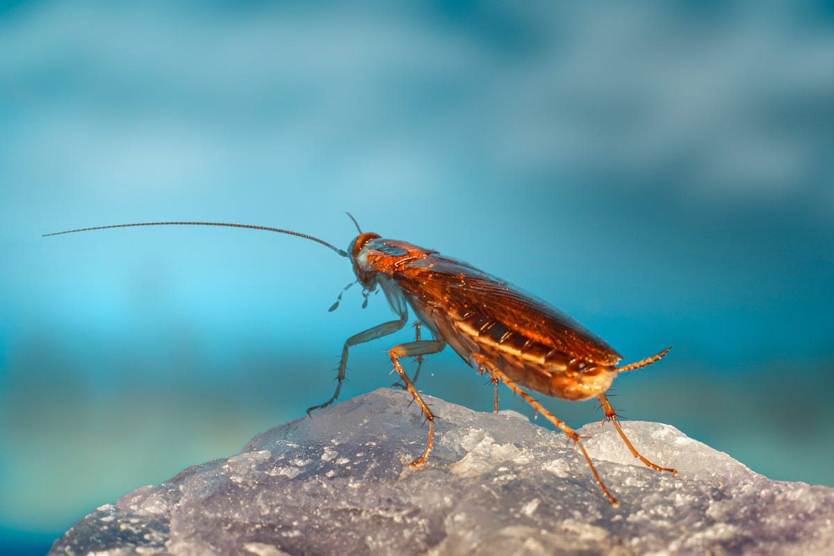 What Kind of Bug is Gregor Samsa in The Metamorphosis? | by Elan ...