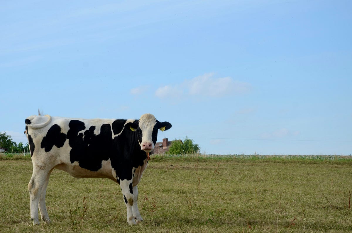 How Our Wise Cow Saved Her Calf. True story from our barn | by Dr ...