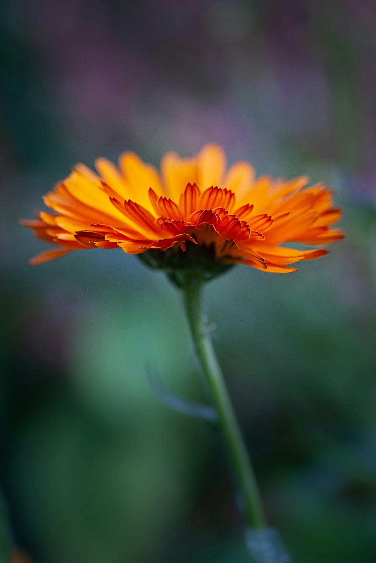 Unveiling the Fragrance of Calendula: A Delicate Symphony of Scents ...
