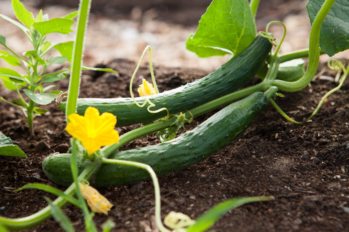 Installing Cucumber with Cypress and cypress-cucumber-preprocessor | by ...