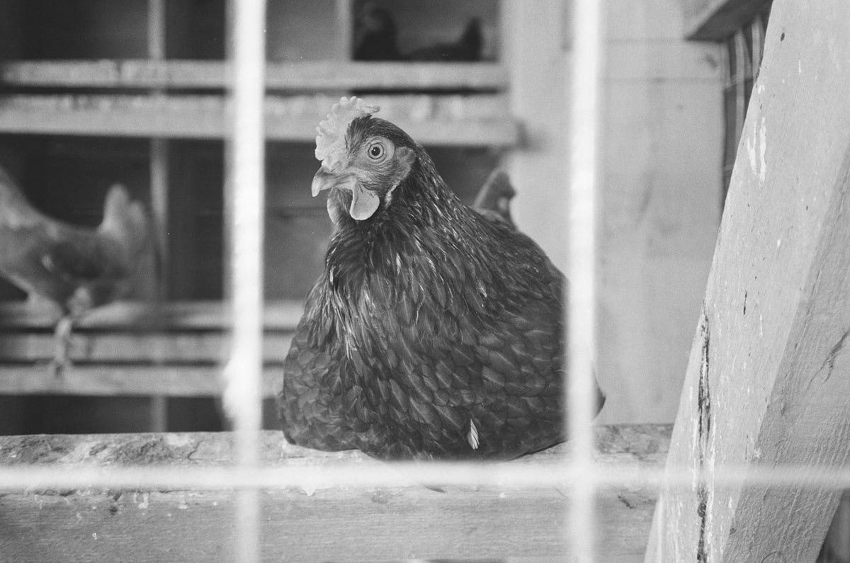 Breaking the Circle of Sadness: One Chicken at a Time | by Rodrigo ...