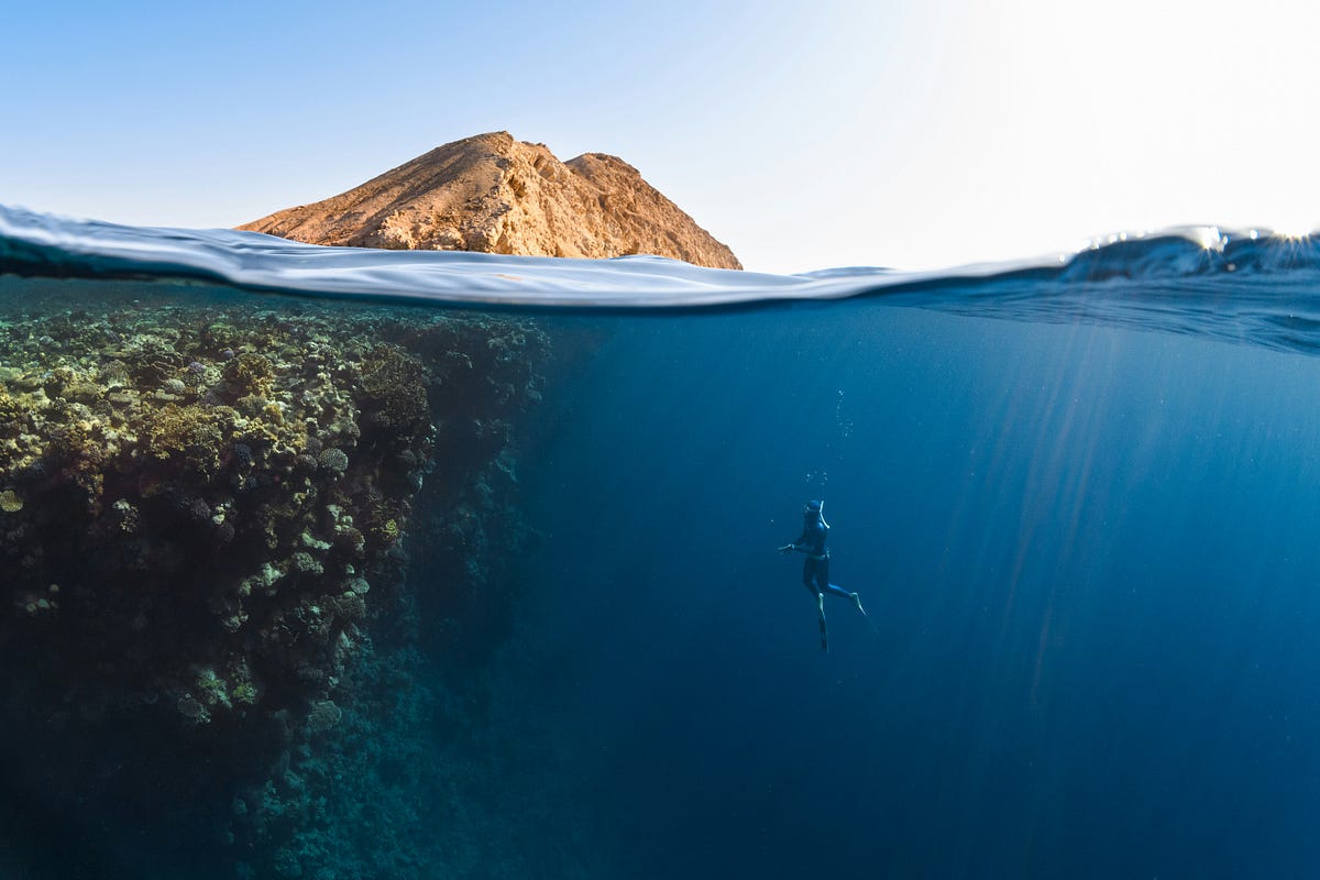 Vanishing Ecosystems: How Declining Ocean Biomass is Altering Food Webs ...