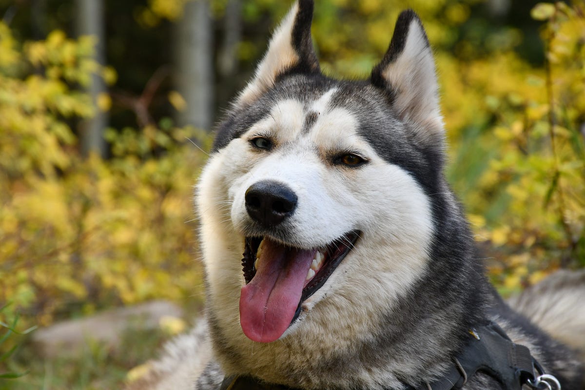 Finding the Perfect Dog Bowl for Your Husky: A Guide for Every ...