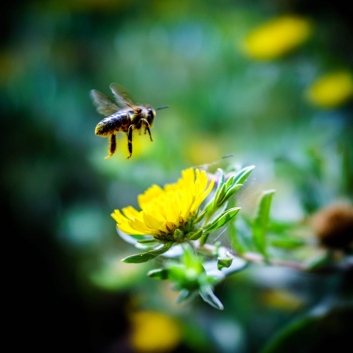 Even if the Bee Could Explain to the Fly Why Pollen is Better Than Poop ...