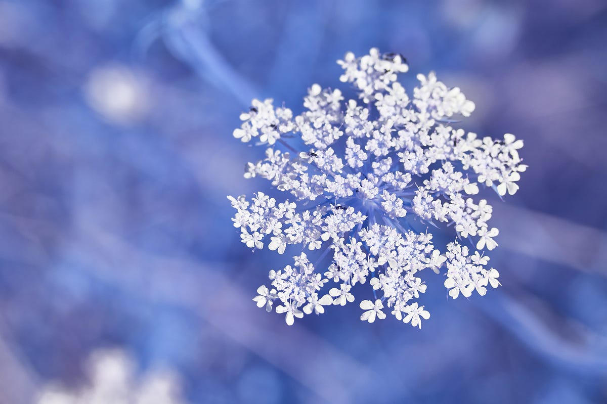 Snowflake — Key Benefits and Offerings | by agentred | Medium