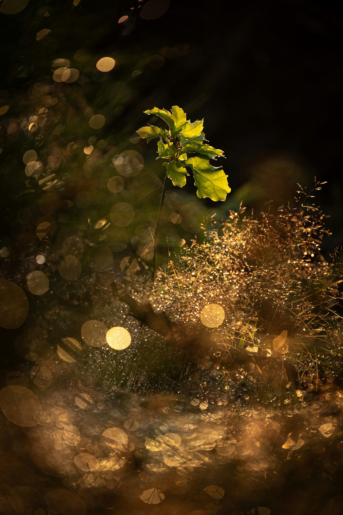 One Line From Seneca You’ll Never Unhear | by Tom Addison | Change Your Mind Change Your Life ...