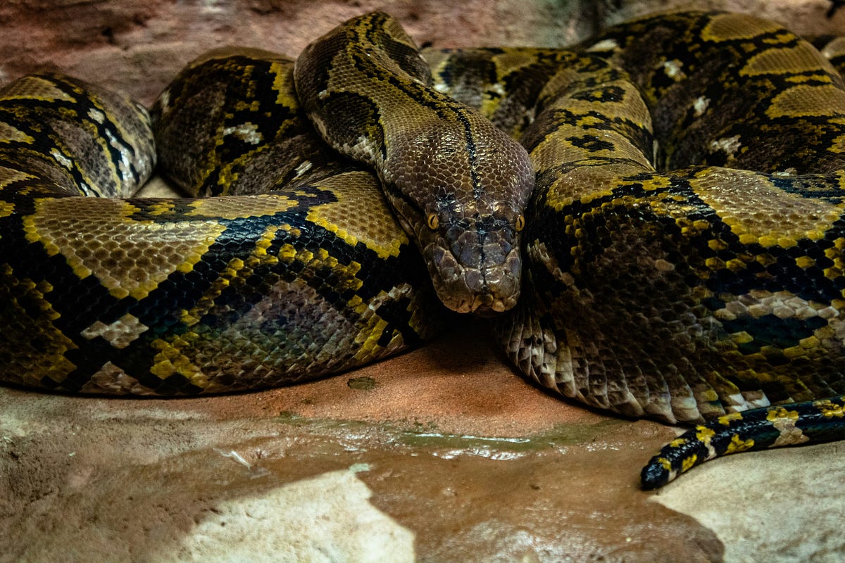 The new serpent king: Vasuki indicus | by PRASHANT YADAV | Fossils et ...