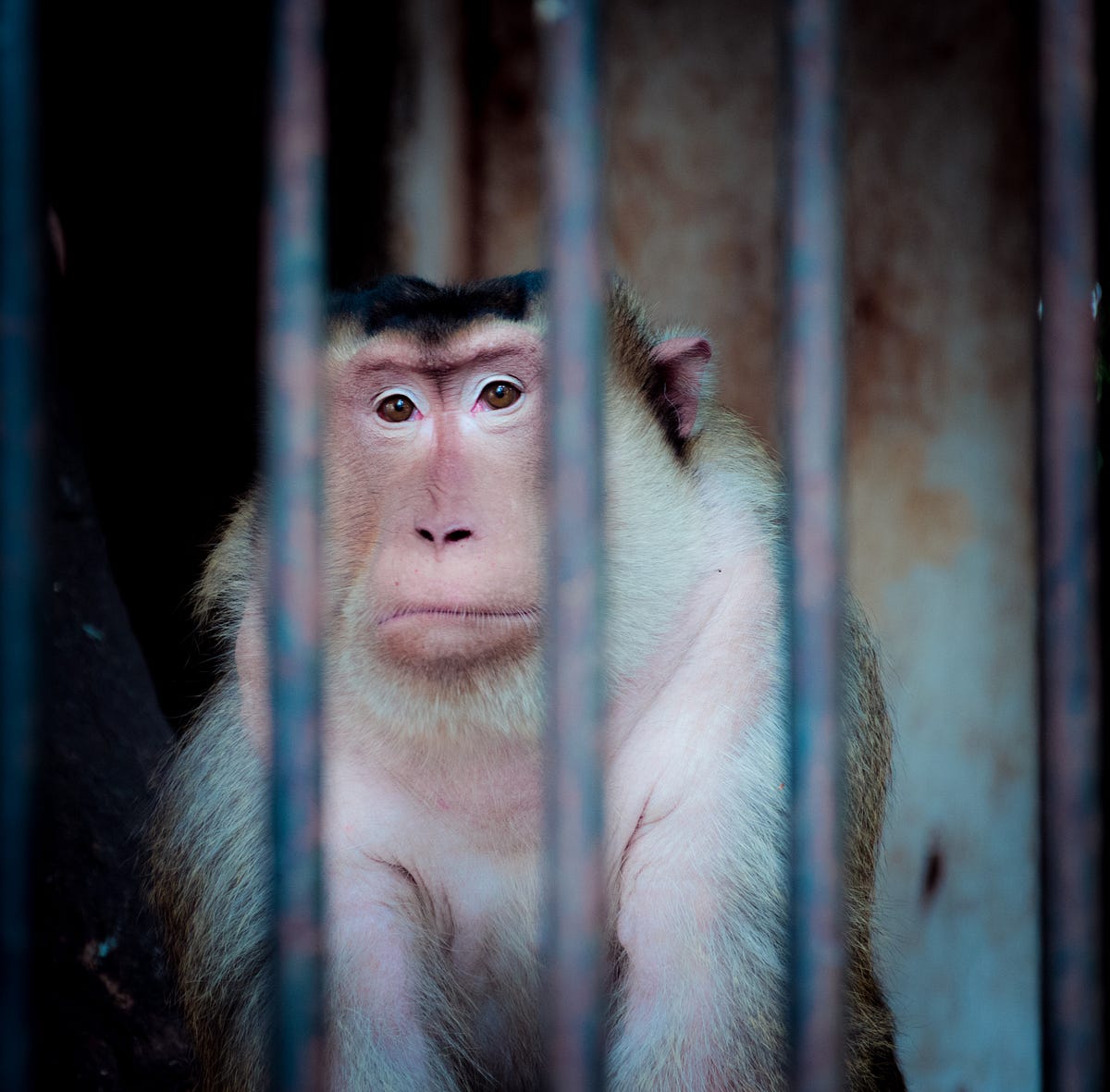 Monkey See Monkey Poo. A Shitty Day at the Zoo | by Mark Eric Cohen ...