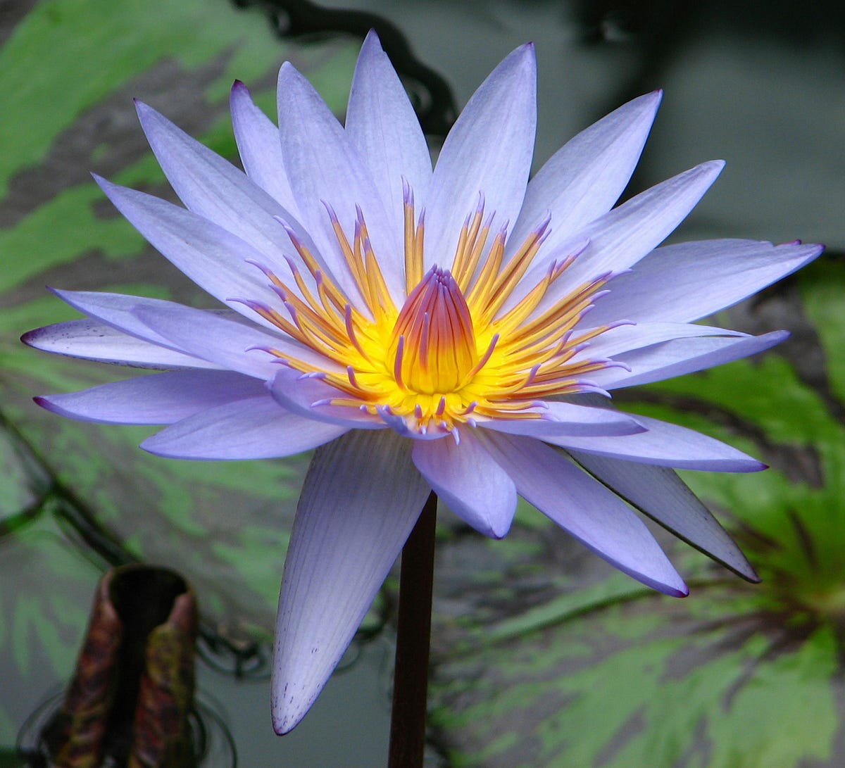 Water Lily. Nymphaea spp. | by A.S. Reisfield | ILLUMINATION | Medium