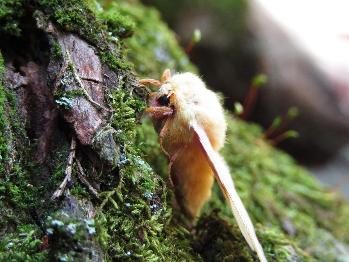 What is Your Favorite Insect?. Wednesday Wings Week #6 | by Allisonn ...