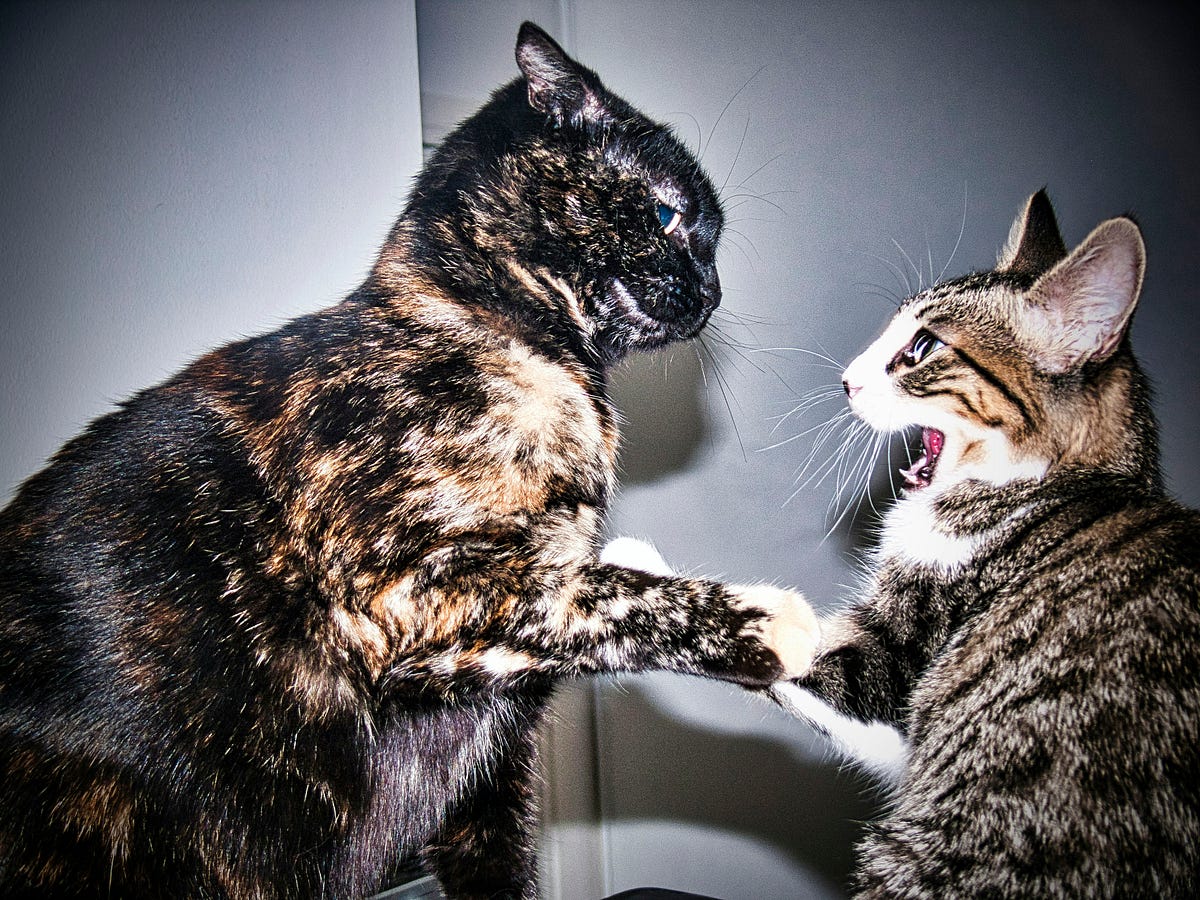 15 Phrases for Respectful & Powerful Disagreements | Medium
