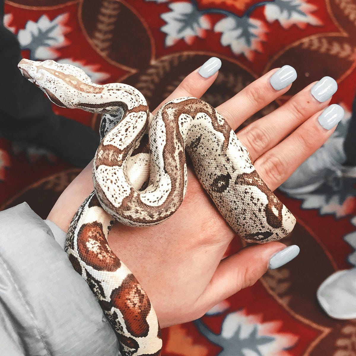 What We Can Expect With The Wood Snake Energy | by Kirsten Fabish ...