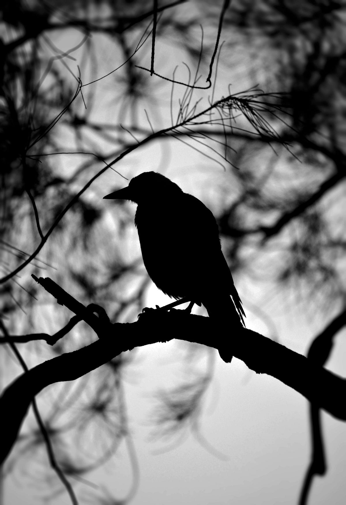 Midnight Crow - The Howling Owl - Medium