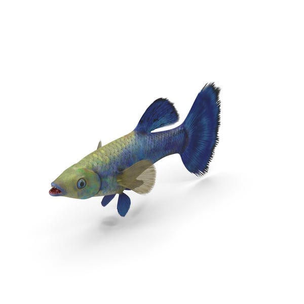Guppy Fish Blue Diamond - Cybhac - Medium