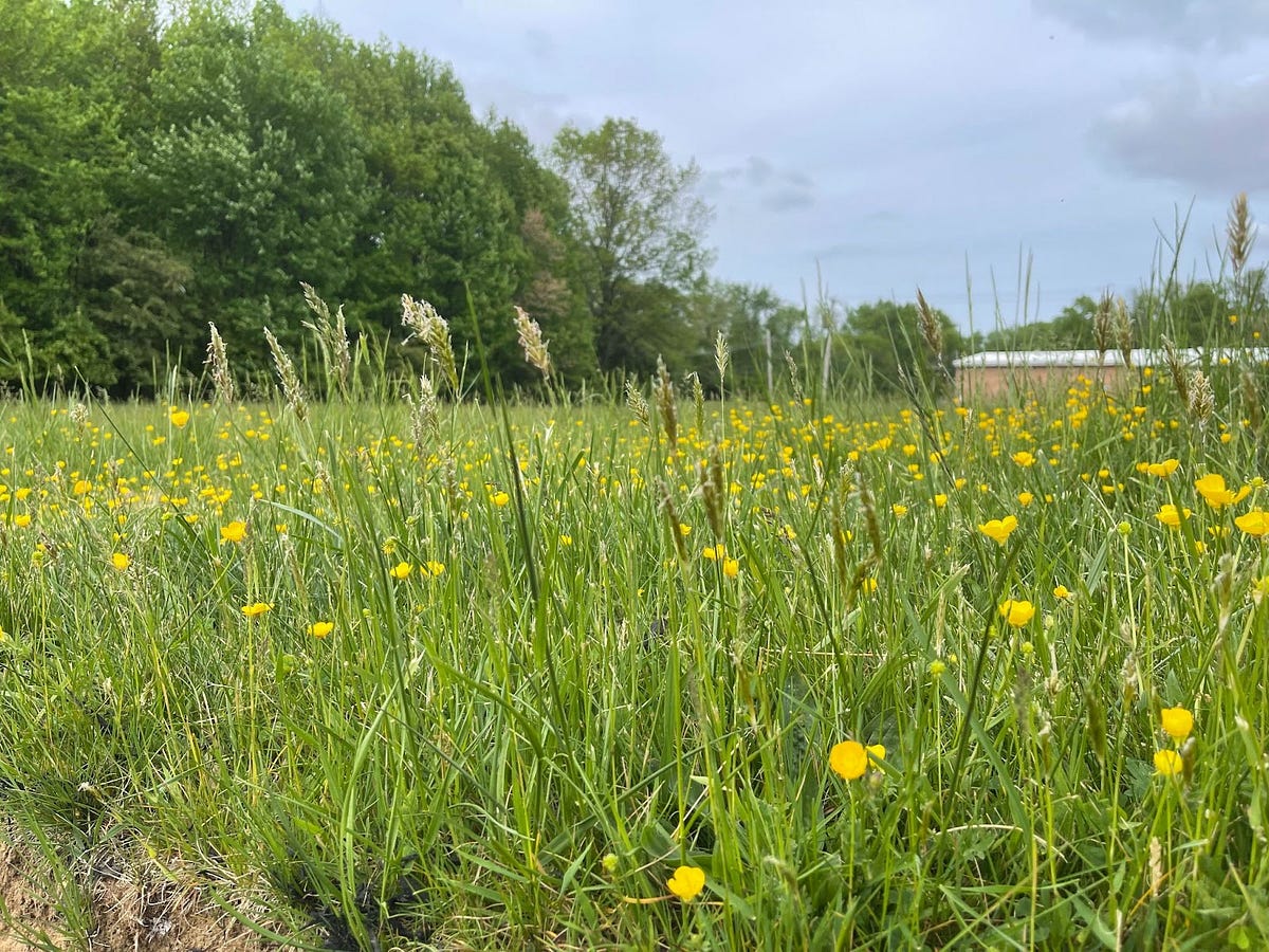 from a Field to a Meadow. by Jairus James. Written on behalf of… | by Jairus James | Medium