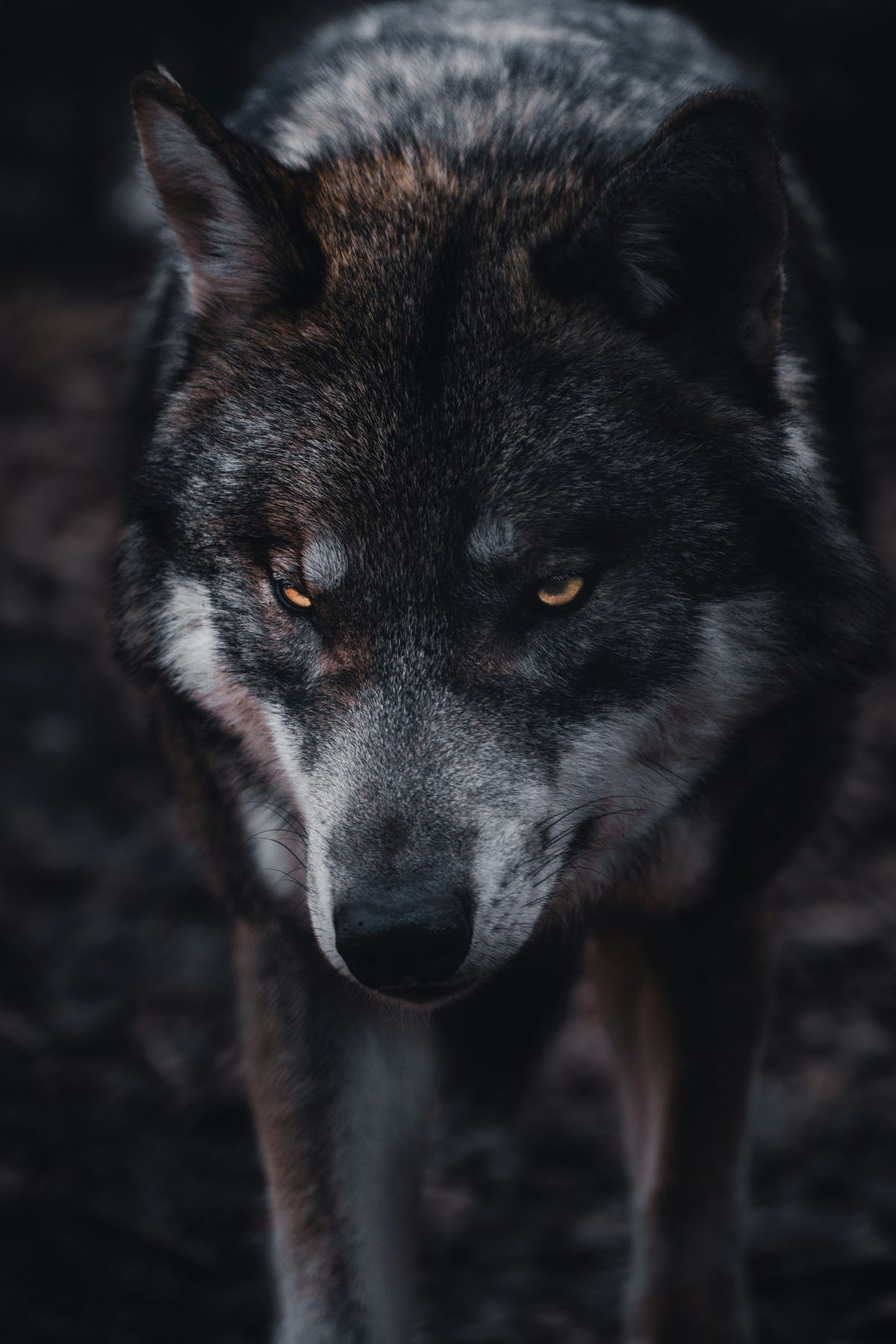 The Power of Distrust by Terencio White | Know Thyself, Heal Thyself