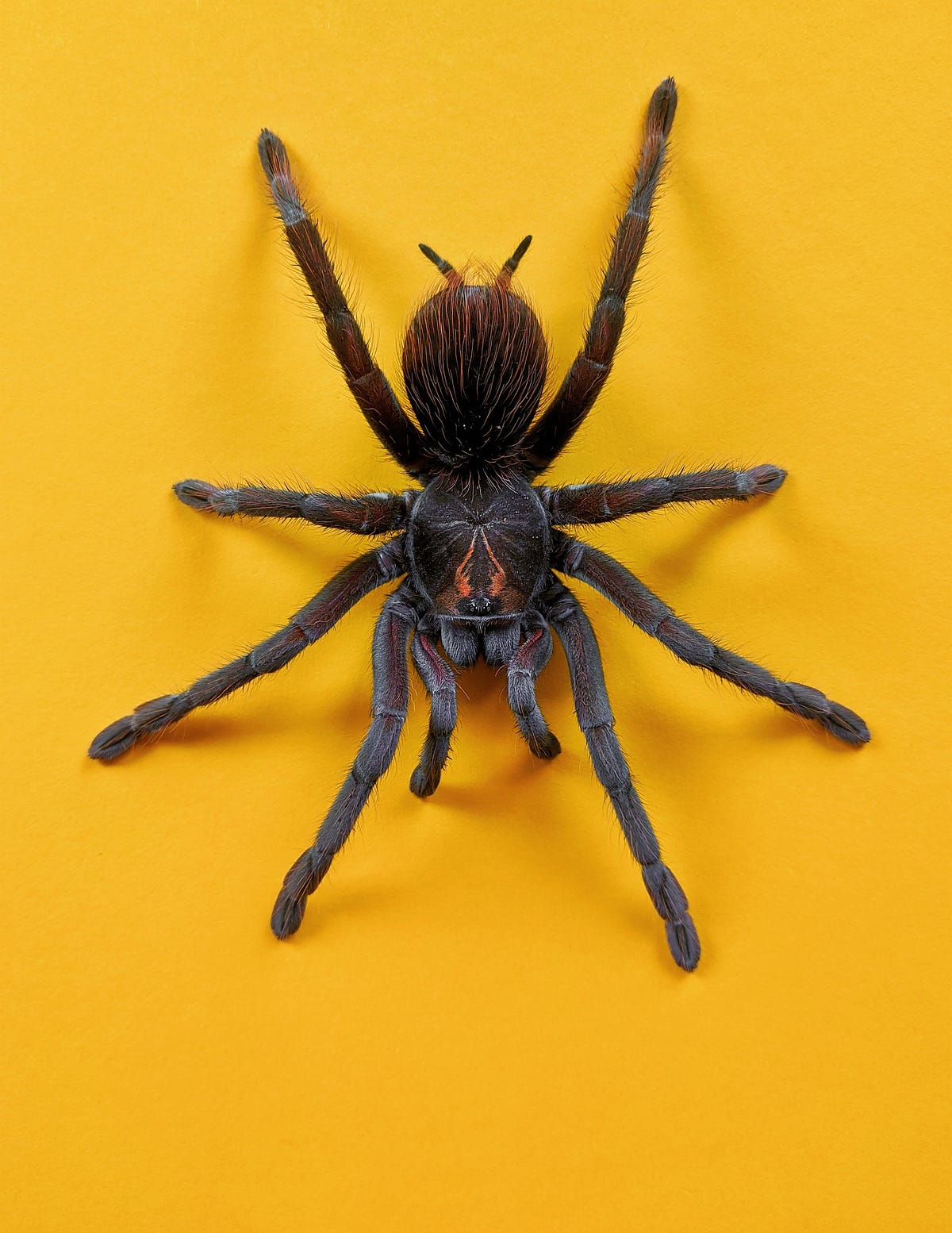 Have You Heard Of The Rare New Giant Spider? | by Dr. Preeti Singh ...