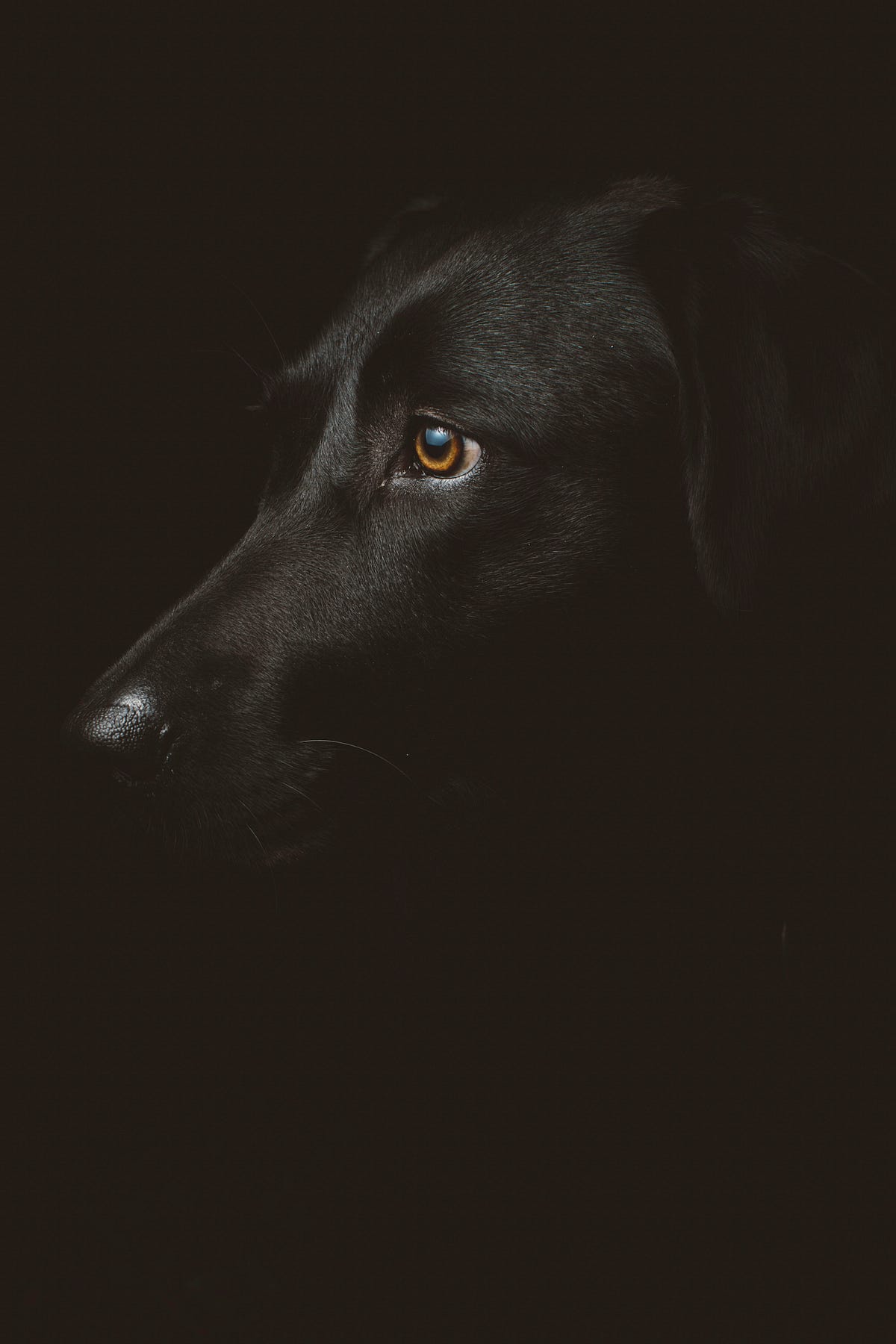 Black Dog. A poem about you and me | by Deborah Christensen | Medium