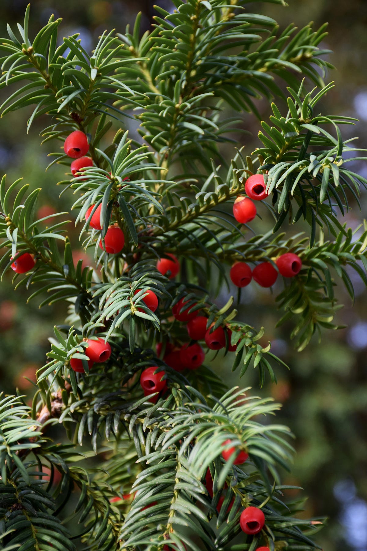 Best to Use Yew Trees For Burning, Not For Ingesting. | by Lee-Anne ...