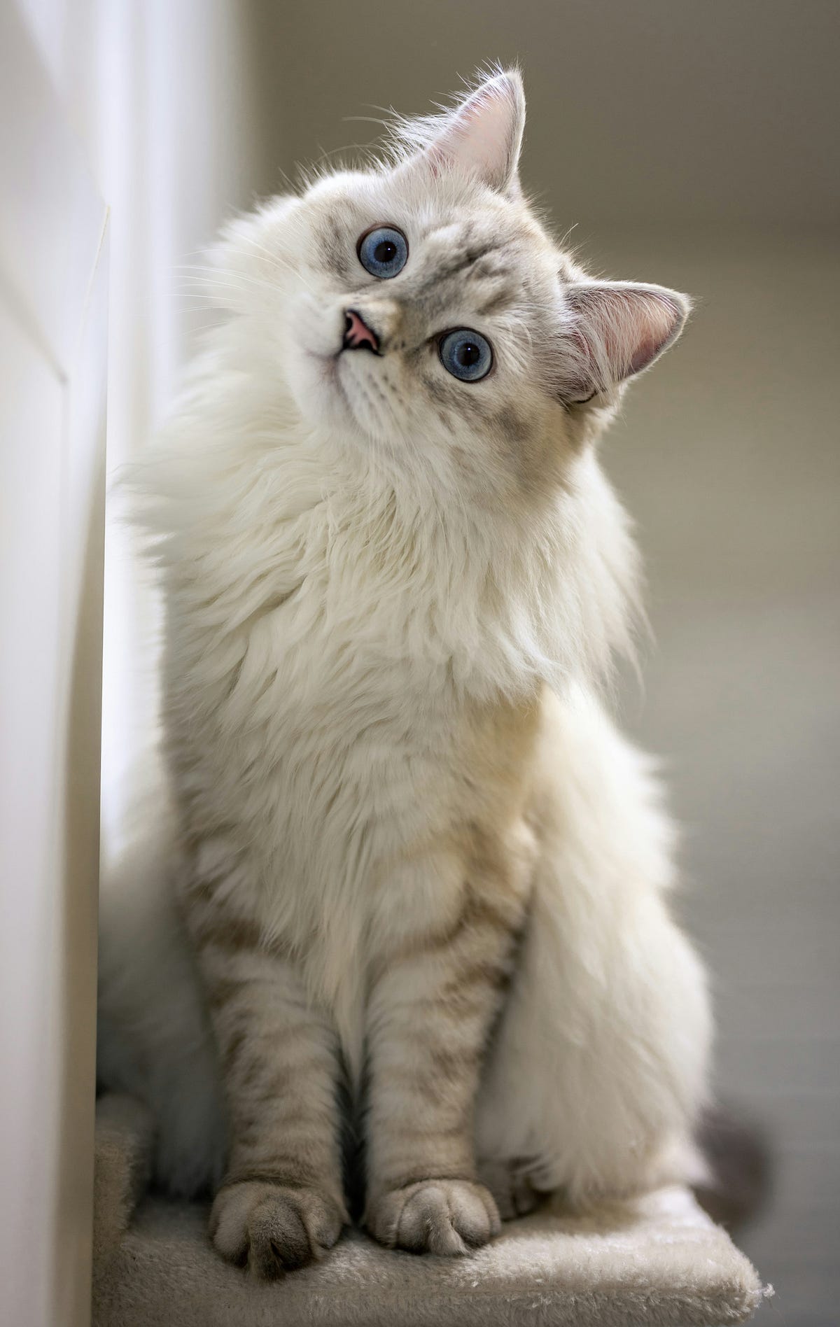 t.h.e. Cat Wants To Know When We’re Getting a Wife | by Elle Fredine ...