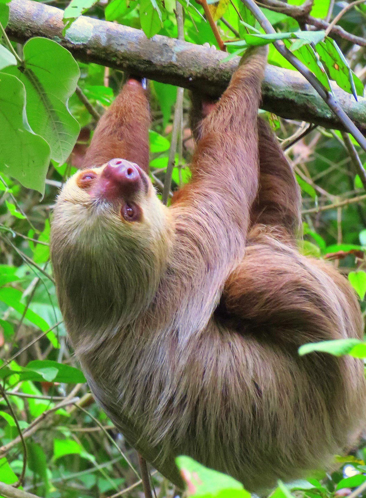 Do Sloths Really Mistake Their Own Arms for Branches? | by Sam ...