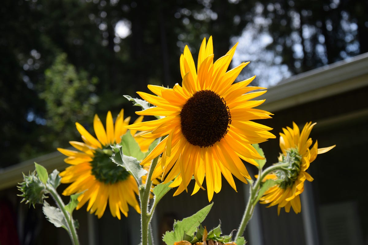 Soil Preparation For Sunflowers | by John Walker | Medium