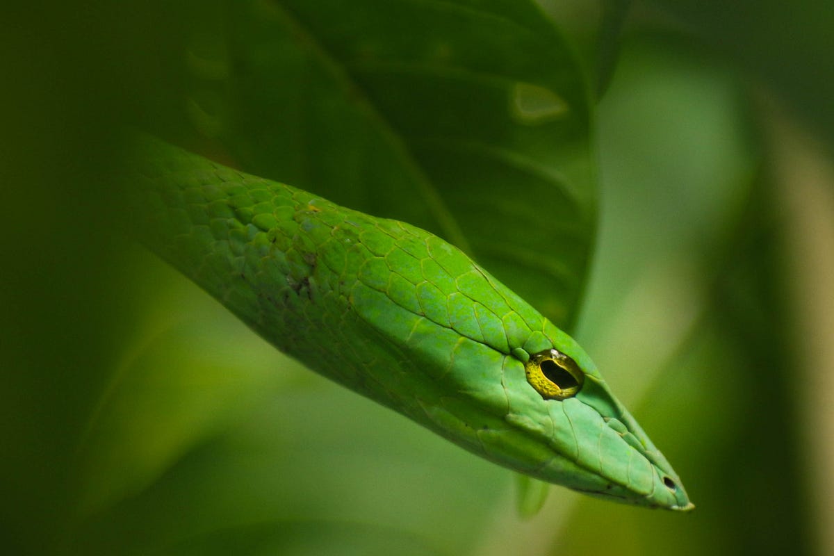 Slicker Python Virtual Environment Builder for Python 3.9.2 | by ...