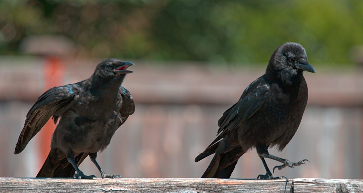 The Mysterious' Anting' Behavior of Crows. | by Freda Savahl | Medium