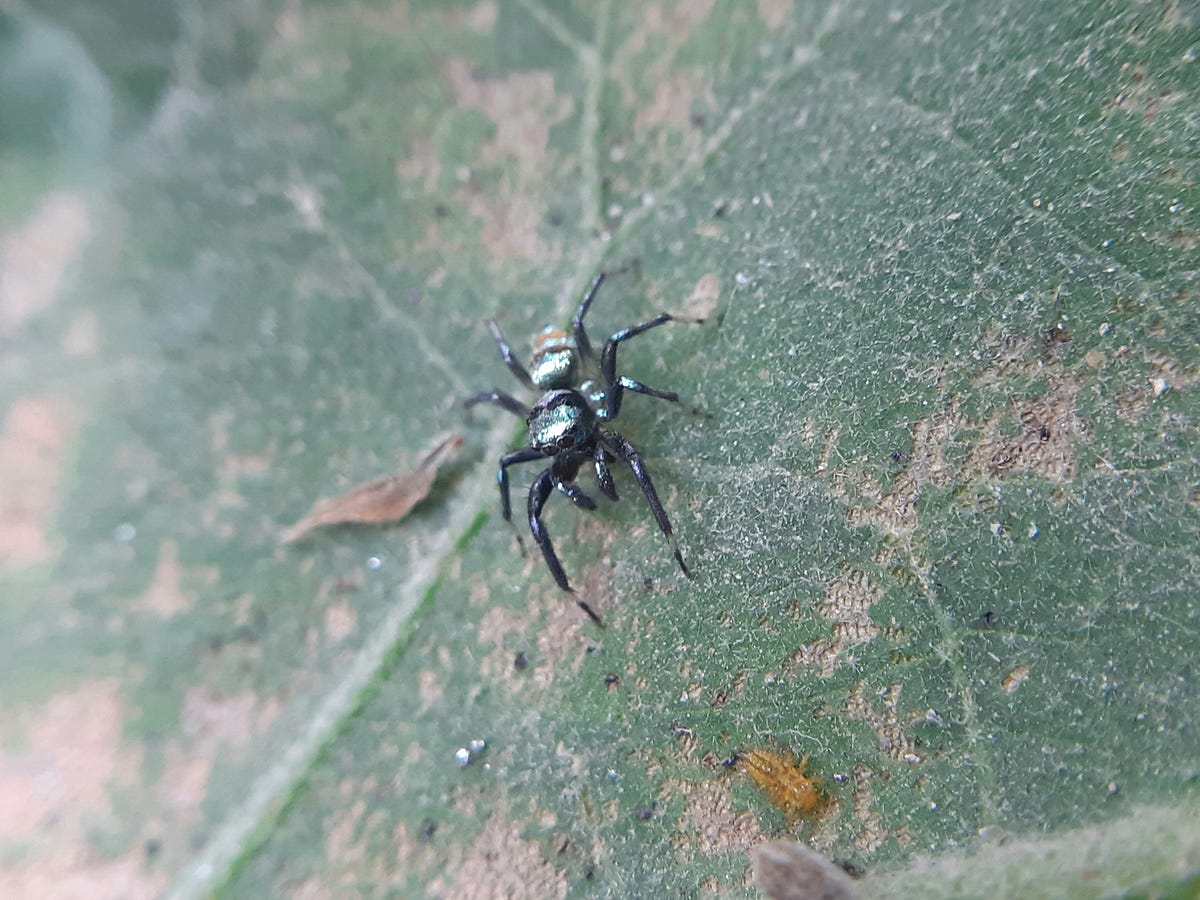 Can Tarantulas Hear? Can Tarantulas Hear the World Around Them? | by ...