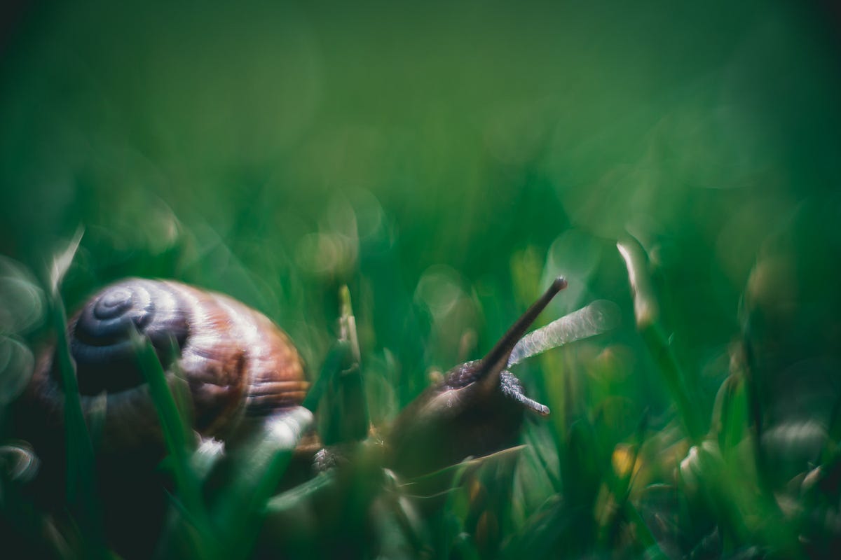 Escargot and Its Culinary Kinship with Mushrooms: A Delectable Journey ...