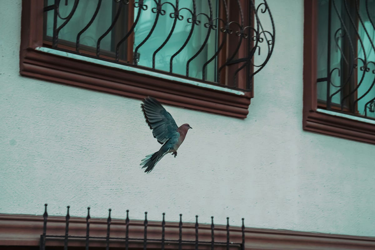 To the Bird Outside My Window. a prose poem | by Tracy Engle | Apr ...
