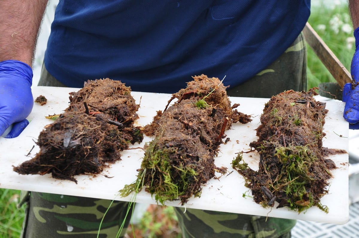 What to know about peatlands and mercury studies | by Linnea Turner ...