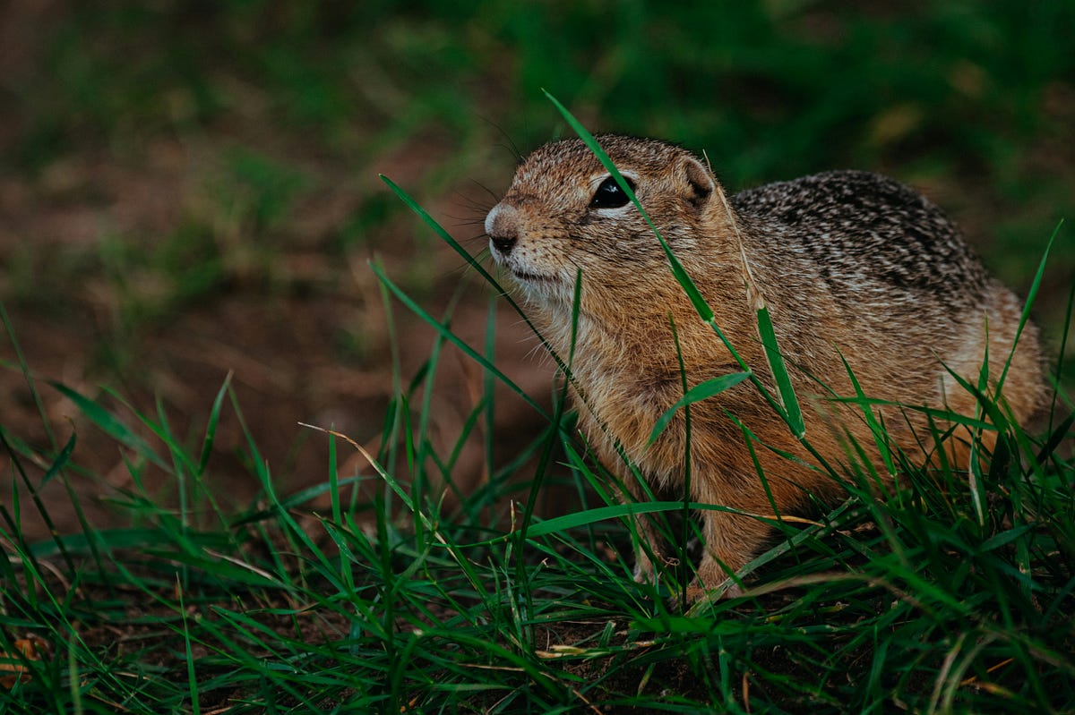 Go Interfaces: Write Flexible and Reusable Code 🦫 | by Carlos Reyes | Oct, 2025 | Towards Dev