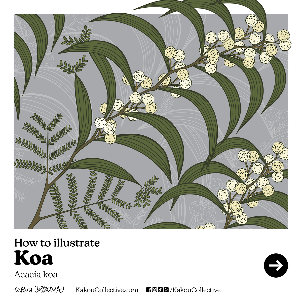 Native Hawaiian Plant Month Day 3: Koa | by Kea Peters | Medium