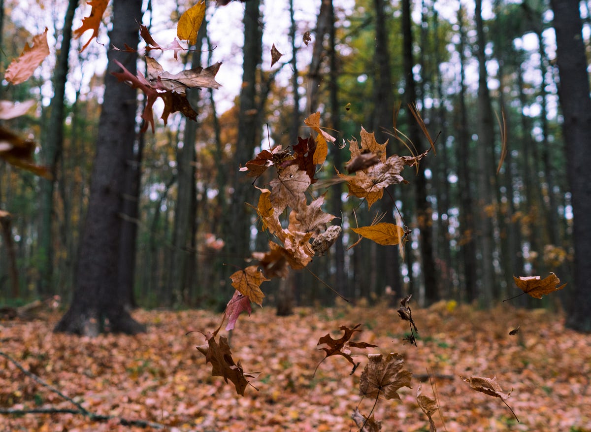The Fallen Leaves. The Poem Series #11 | by Ronny Fahrudin | Dialectics ...