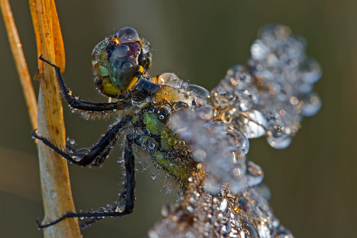 The Most Amazing Animals in the World | by Delilah Brass | ILLUMINATION ...