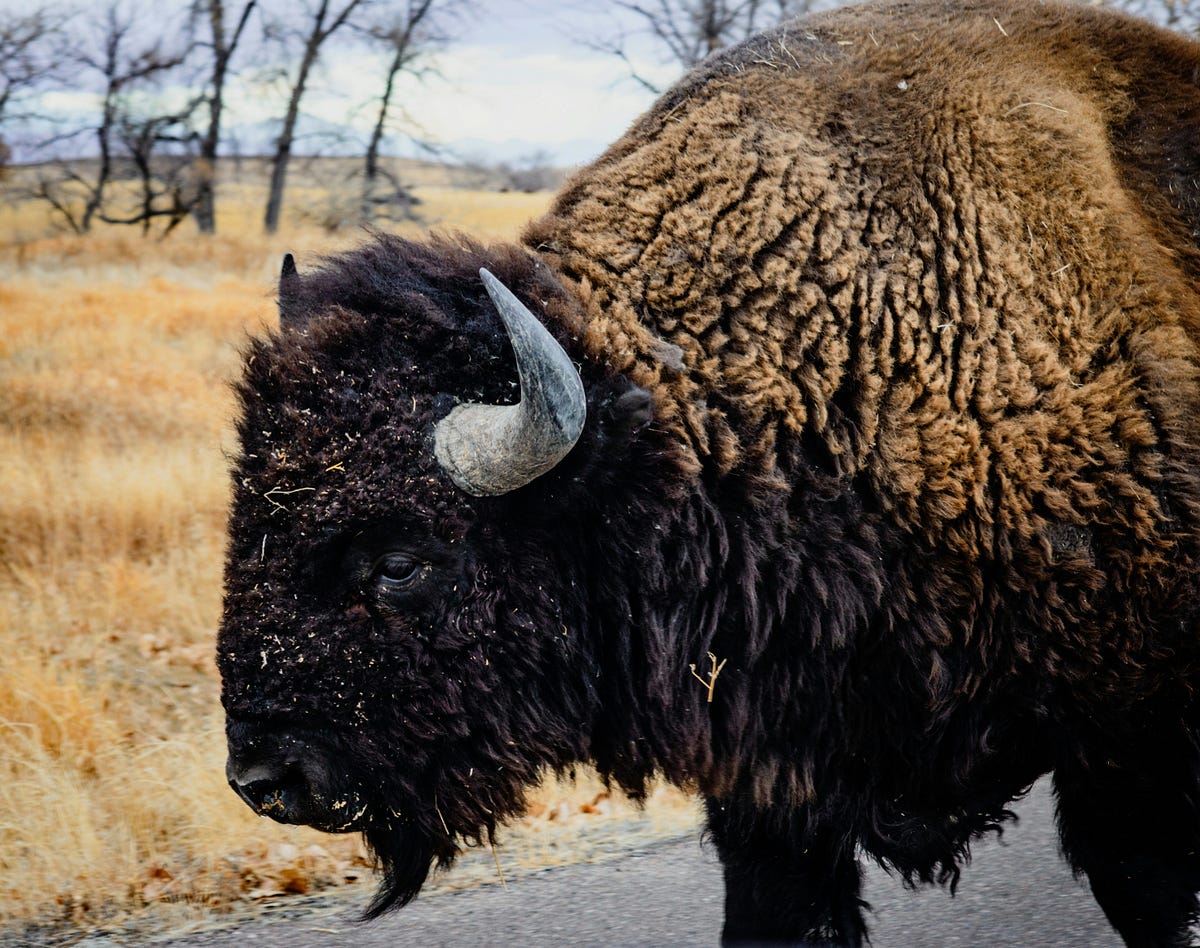 The Buffalo Bills Don’t Have A Buffalo…But One Team Does! | by Dawn ...