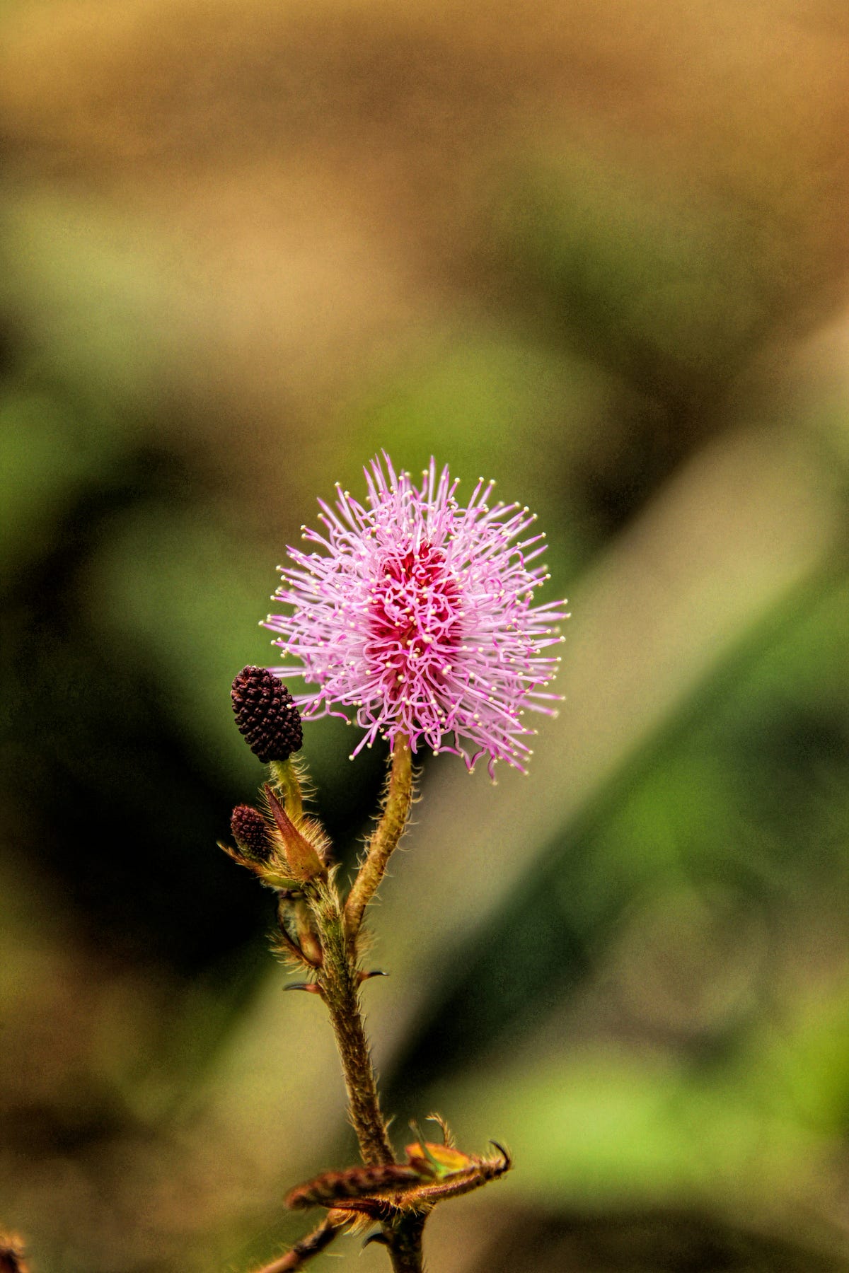 The Dramatic Nature of Mimosa Pudica | by Bharvi Dani | ILLUMINATION ...
