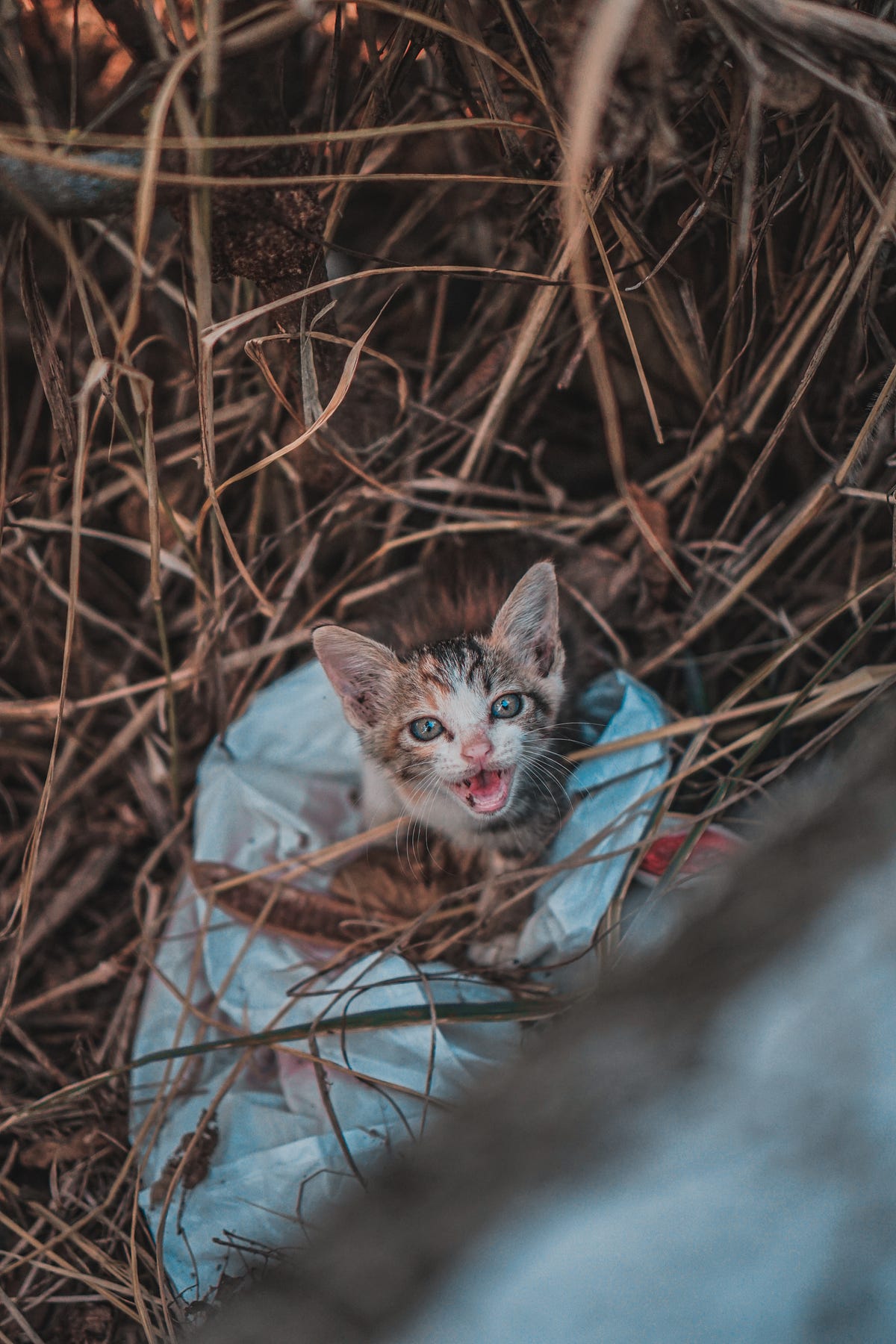 Kitten in Distress - The Daily Cuppa - Medium