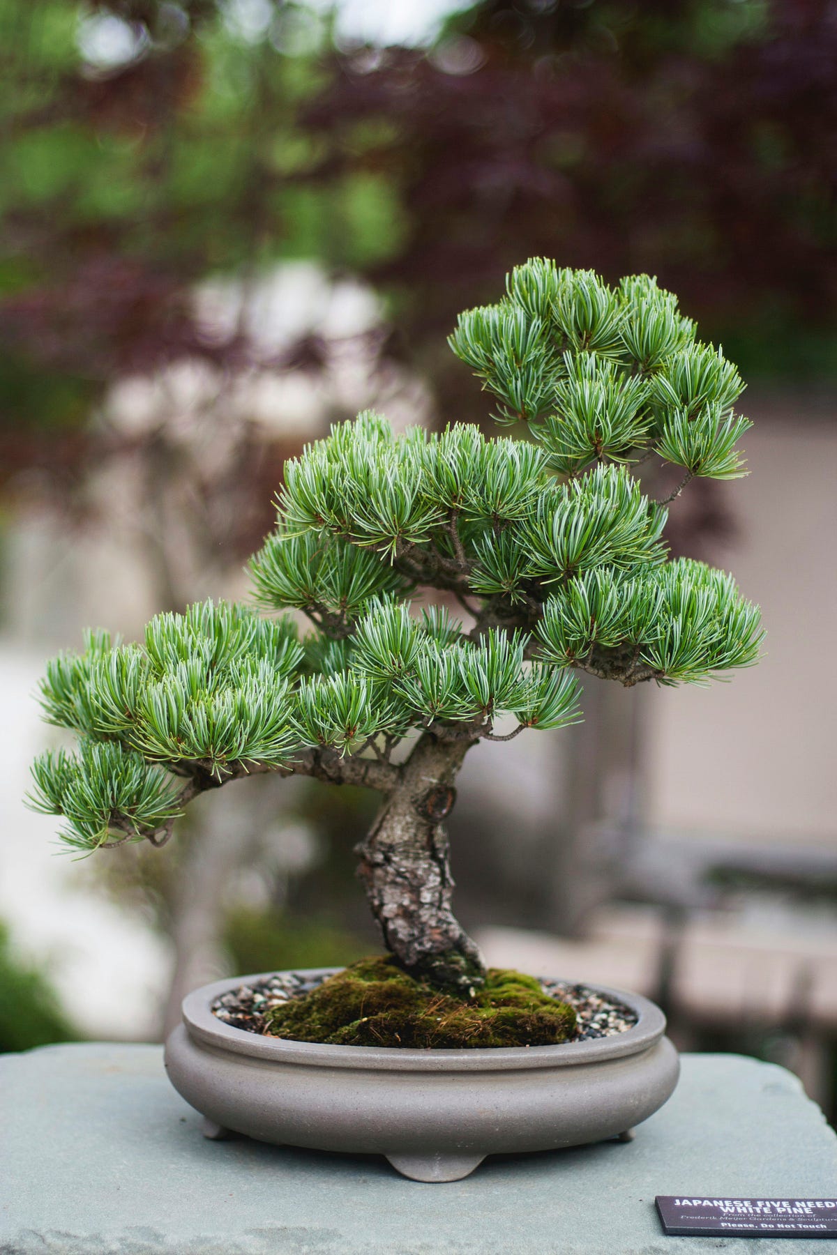 My Spine Is a Bonsai Tree. My spine is a bonsai tree. Bent… | by ...