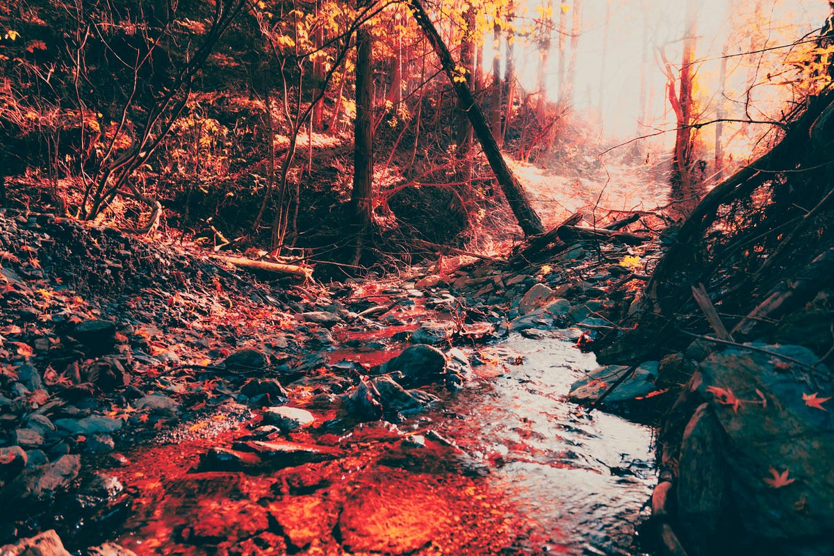 Creek Bed. — A Poem | by Eve Castle | May, 2025 | Medium